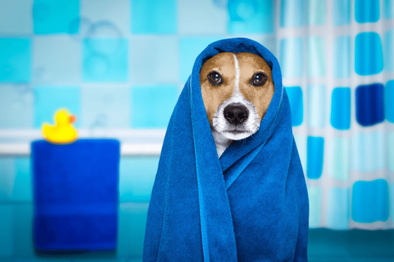 Pamper Pets With These Fab Ideas to Treat Your Best Friends at Home
